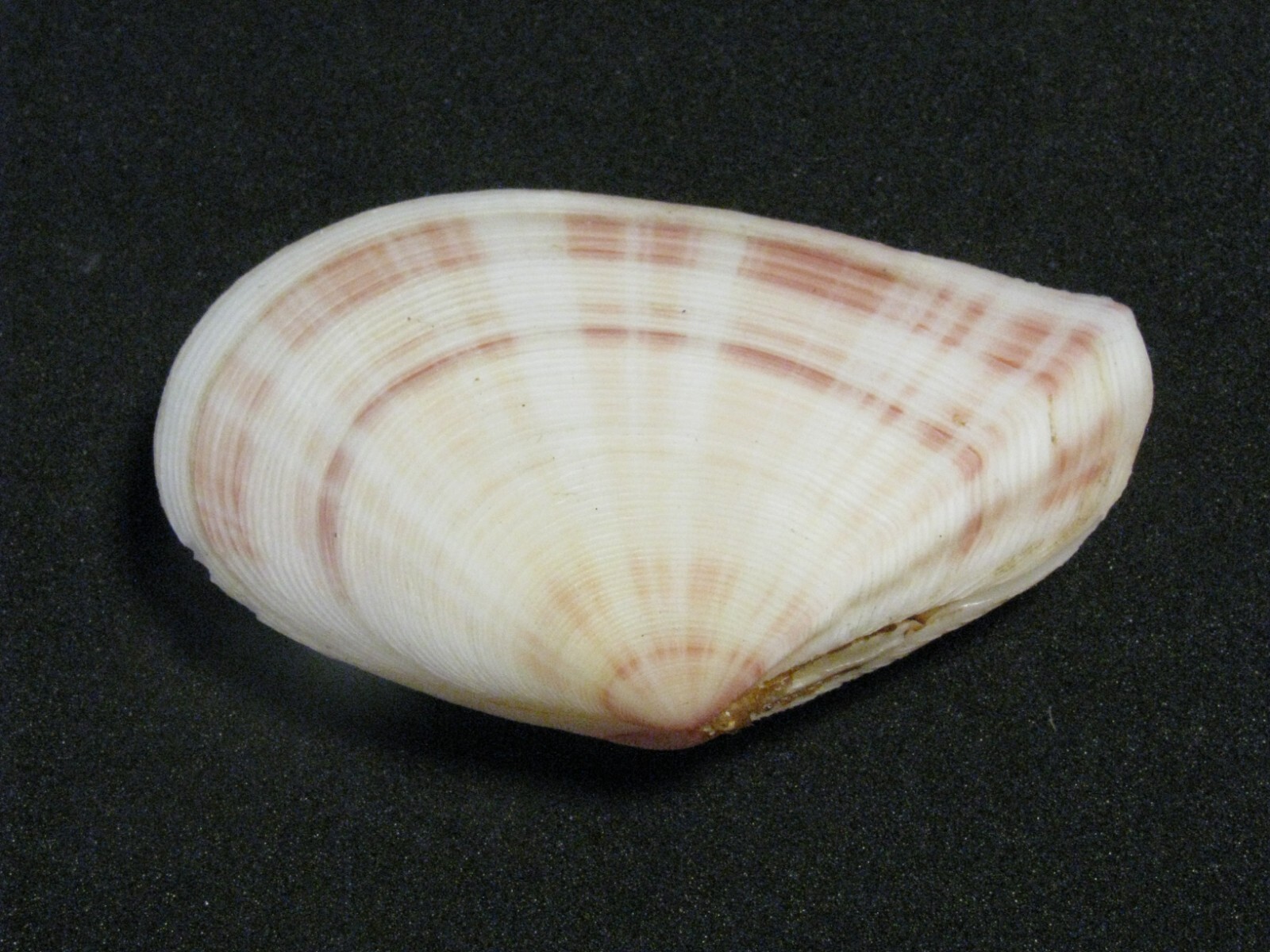 Tellina radiata Linnaeus, 1758 "SUN-RAY CLAM" (53.9mm) | eBay