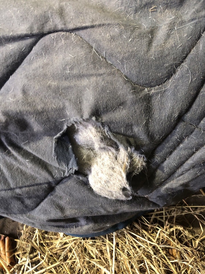 5ft9 Mark Todd Medium Weight Stable Rug | eBay UK