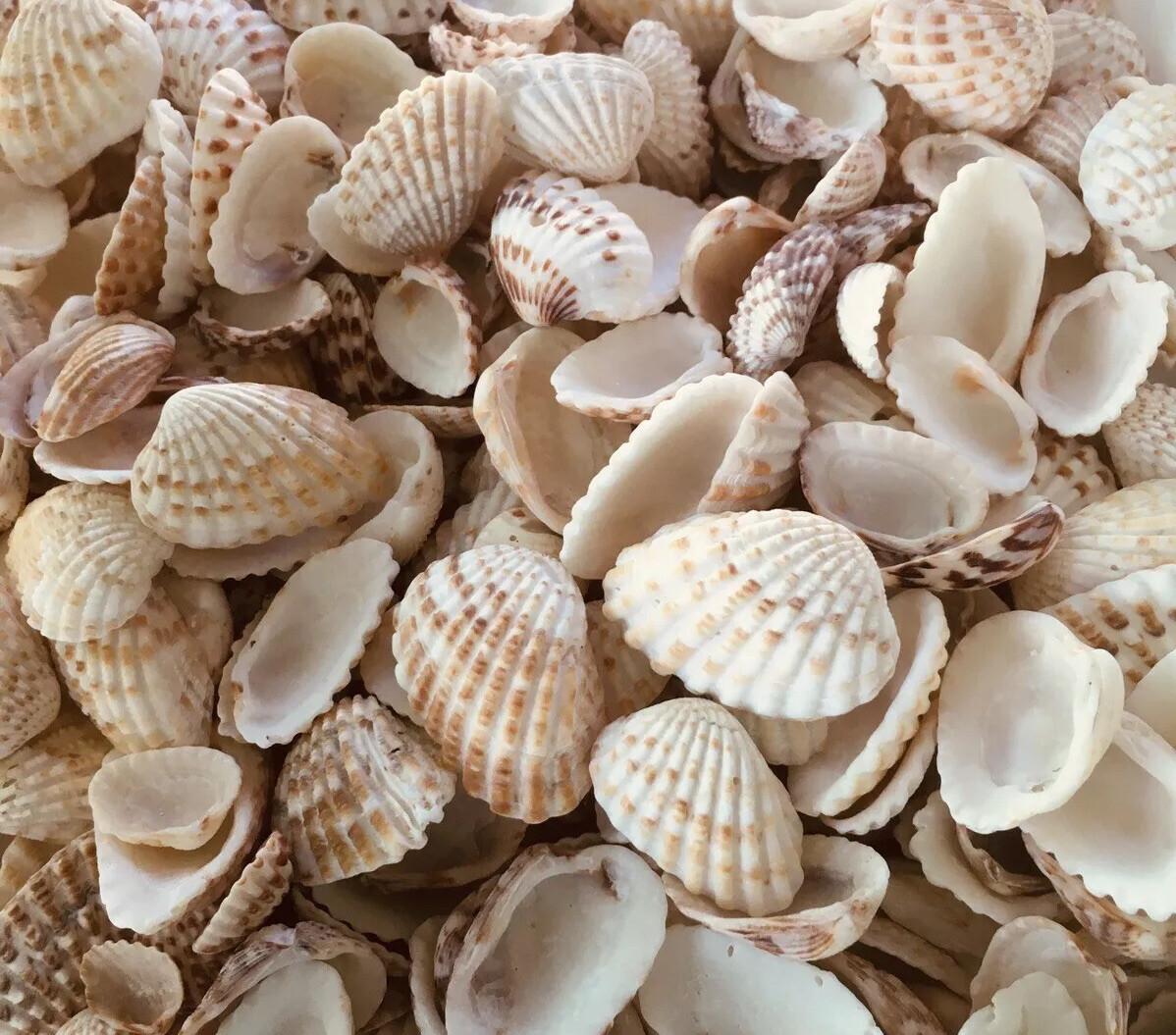 Huge Lot 1/2 LB Broad Ribbed Cardita Shells Crafts/Decor | eBay
