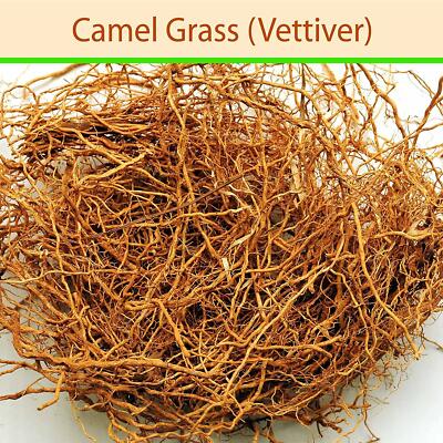Aromatherapy KhasKhas Camel Grass Vatti Veru Usira Vettiver Roots 250 ...