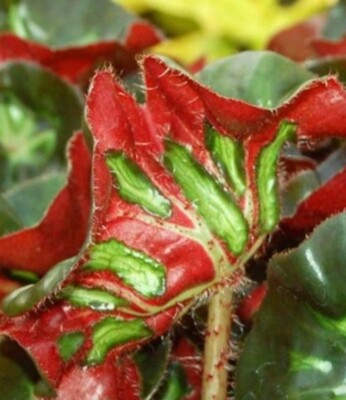 Begonia Cathedral Stained Glass Window Young Plant Rooted x 1 | eBay