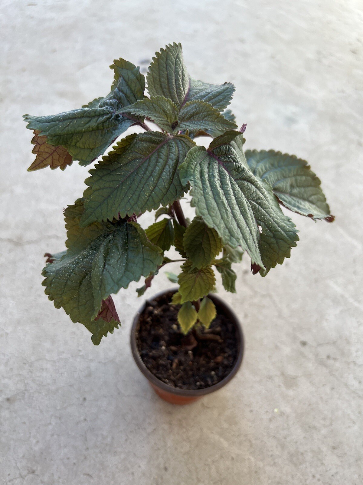 1 Shiso Perilla Plant With Pot 10” Green And Purple Beefsteak Plant | eBay