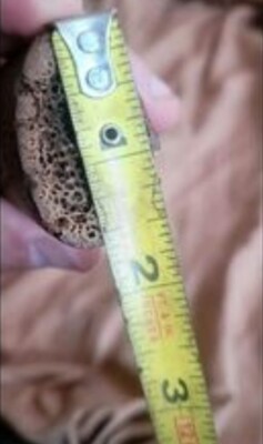 coon dick raccoon baculum coon pecker 12" | eBay