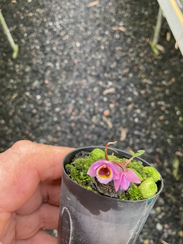 orchid species-Dendrobium fuscifaucium-China | eBay Australia