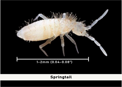 Premium LIVE Springtail Culture (20oz) – Boost Your Terrarium's Health ...
