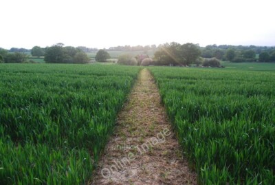 Photo 6x4 Footpath to Little Hale across the wheat Charcott c2010 | eBay UK