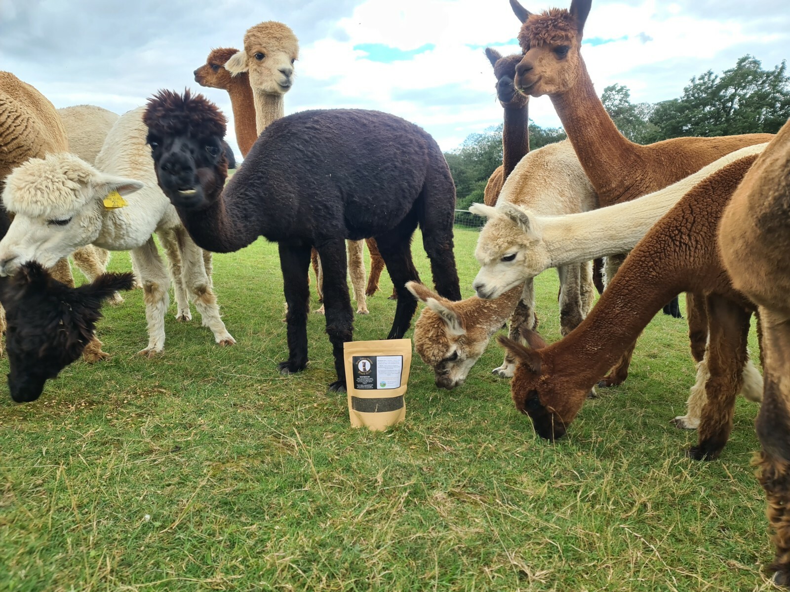 Alpaca Manure Fertiliser garden soil plant vegetable high NPK 450g ...