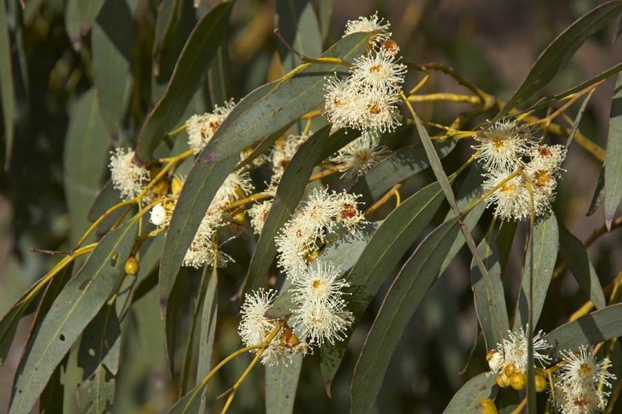 Gum Tree Eucalyptus Flowers