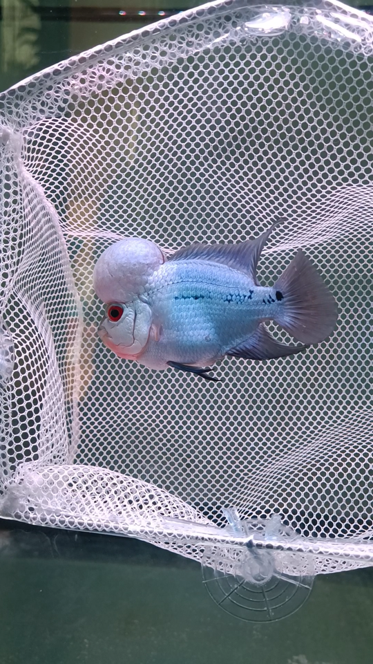 A+++ Live Flowerhorn Mai thai fish male Super big kok head red eyesSize ...