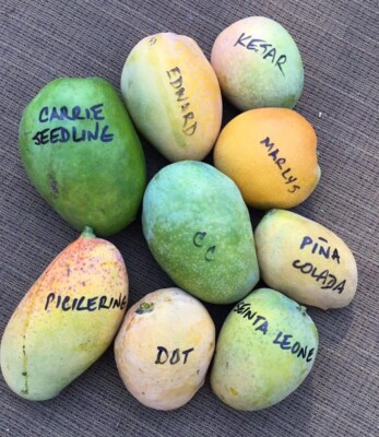 EDWARD Grafted MANGO Tree 3Gal Pot Ready To Fruit Ship UPS Overnight | eBay