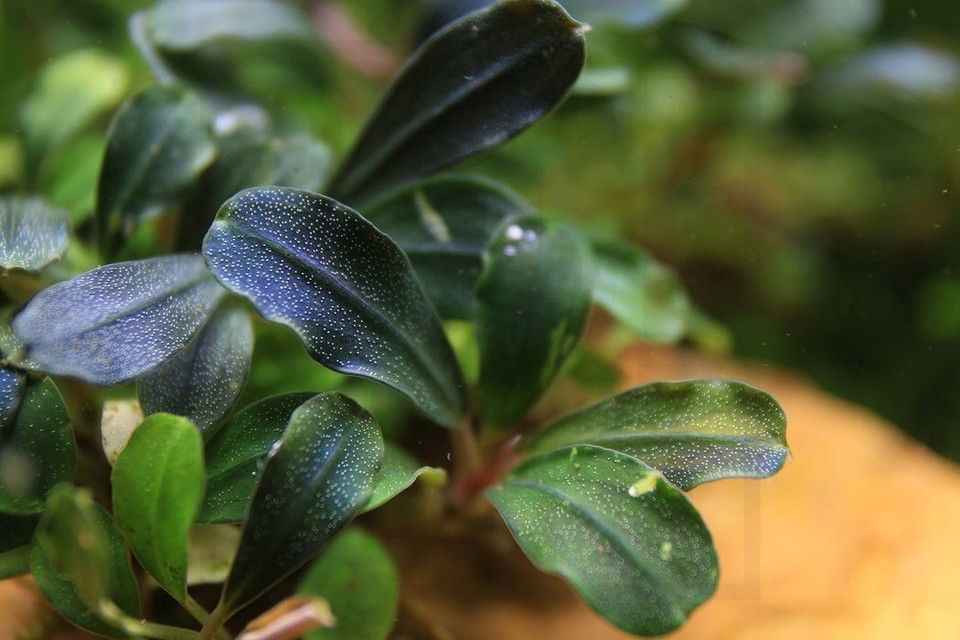 NEW & RARE Bucephalandra Phantom mini Live Aquarium Plant buce | eBay ...