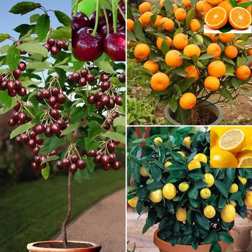150+ Dwarf Bonsai Fruit Tree Seeds for Planting, 50+ Lemon Tree Seeds ...