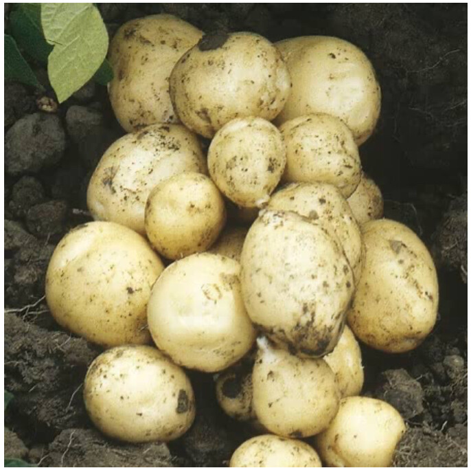 Certified Seed Potatoes -Scottish Basic Seed Potatoes X12 Tubers for ...