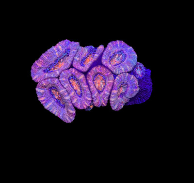 WYSIWYG Red Acan Lord Live Coral Frag SPS LPS for Reef Aquarium Tank | eBay