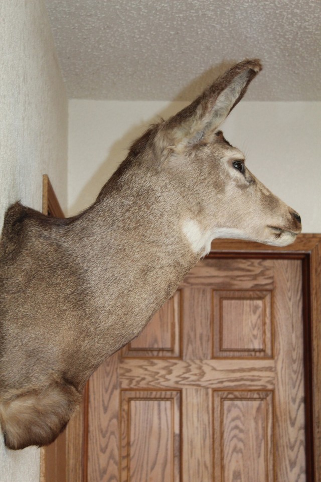 Mule Deer Head Shoulder Mount Taxidermy Mount Antler Hunt Whitetail ...