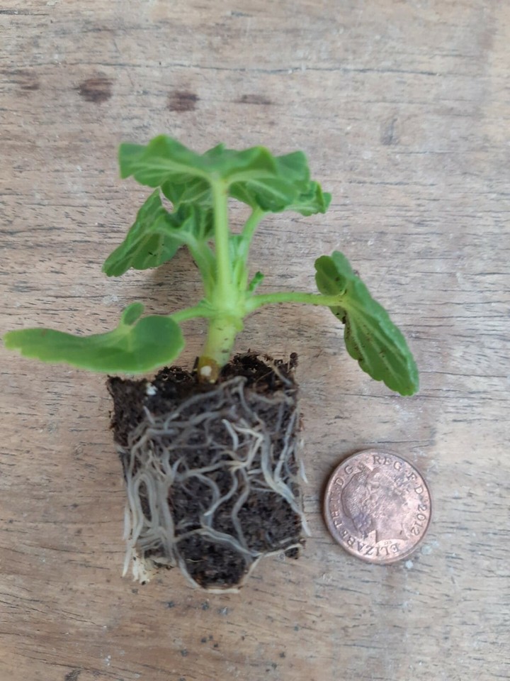 Geranium F1 Horizon Scarlet Pelargonium x 12 Plug Plants for Potting On ...