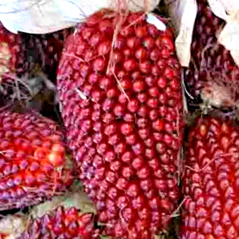 75+ STRAWBERRY RARE RUBY CORN SEEDS RED SPRING SWEET HEIRLOOM NON-GMO ...