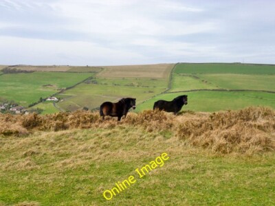 Photo 6x4 Ponies on Bindon Hill West Lulworth The fringe of West ...