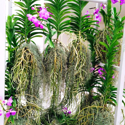 Vanda Pots Plastic Floating Flower Garden Orchid Wall Indoor Plants ...