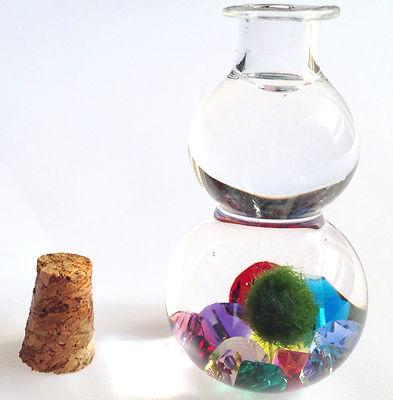 Baby Marimo Lucky Plant Moss Ball in Glass Bottle Rainbow Swarovski ...
