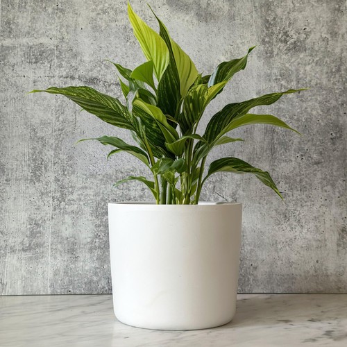 6 Inch Ceramic Plant Pot (Matte White) - 6 Inch White Ceramic Planter ...