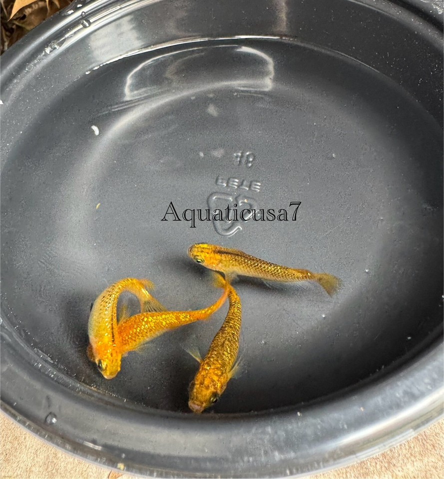 Lecris Medaka ricefish eggs 10+ 2 free fertilized (Yellow gold/black ...