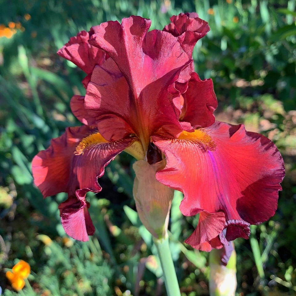 Tall Bearded Iris Rhizome "GRATEFUL RED" Schreiner 2011 LAST AUCTION ...