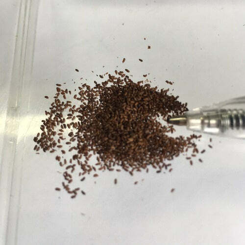 Hypericum uralum | St. John's Wort | 50 Seeds | eBay