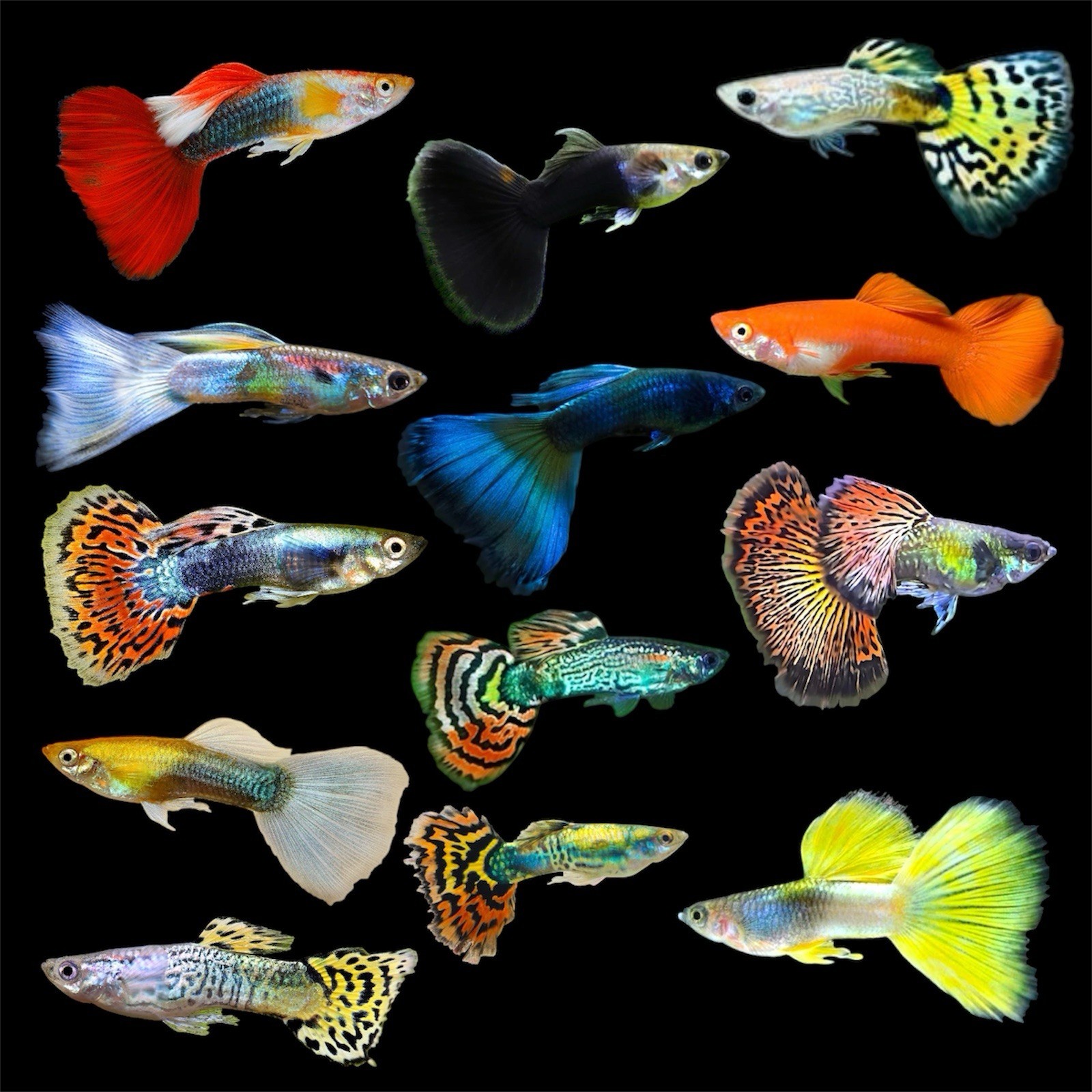 10 Guppies Male Adult Assorted Color Random Guppy Freshwater Aquarium ...