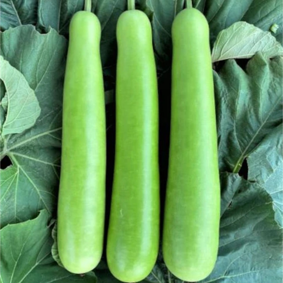 35pcs Long Bottle Gourd Seeds - Non-GMO Calabash Gourd Seeds for ...
