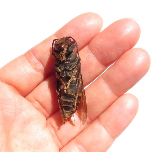RARE HUGE insect Vespidae Vespa mandarinia QUEEN giant murder hornet ...