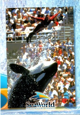 Killer Whale Shamu & Trainer, Sea World Adventure Park, Orland, Florida ...