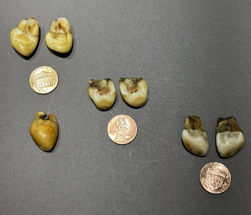 8-Elks Ivory Teeth, 3-Sets From Cuff Links, 1 From Pendant | eBay