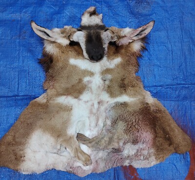 X-LARGE PRONGORN ANTELOPE CAPE HIDE TAXIDERMY MOUNT GREEN 7.75 X 16" A2 ...