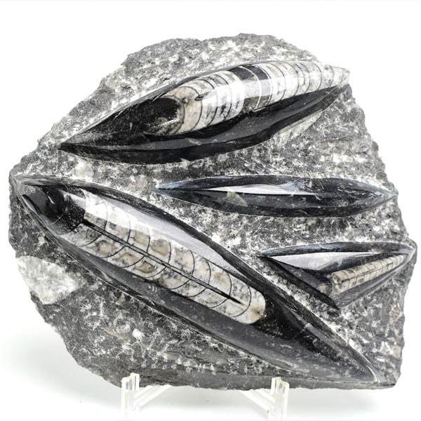 Orthoceras Fossil Plate with Simple Easel Stand Moroccan Approx. 1480g ...