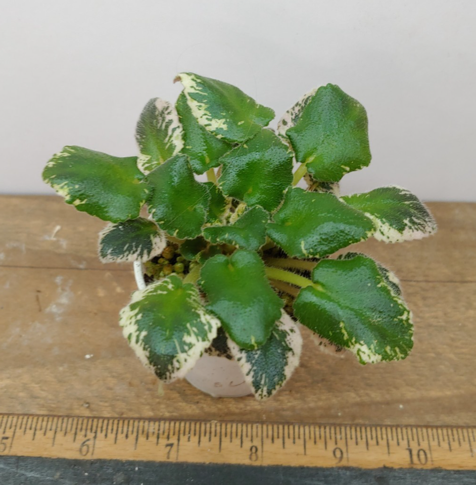 African Violet Plant -- Rowdy Ray ~ variegated semi ~ in bud | eBay