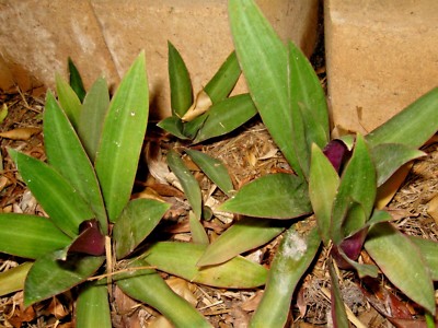 Rhoeo, x 3 Dwarf , mosses in the cradle, with roots ready to plant, | eBay