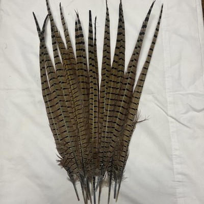 15 Beautiful Ringneck Pheasant Tali Feathers for Native American Craft ...