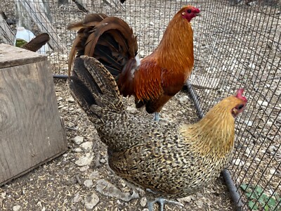 6+ red quill Game Fowl Hatching Eggs | eBay