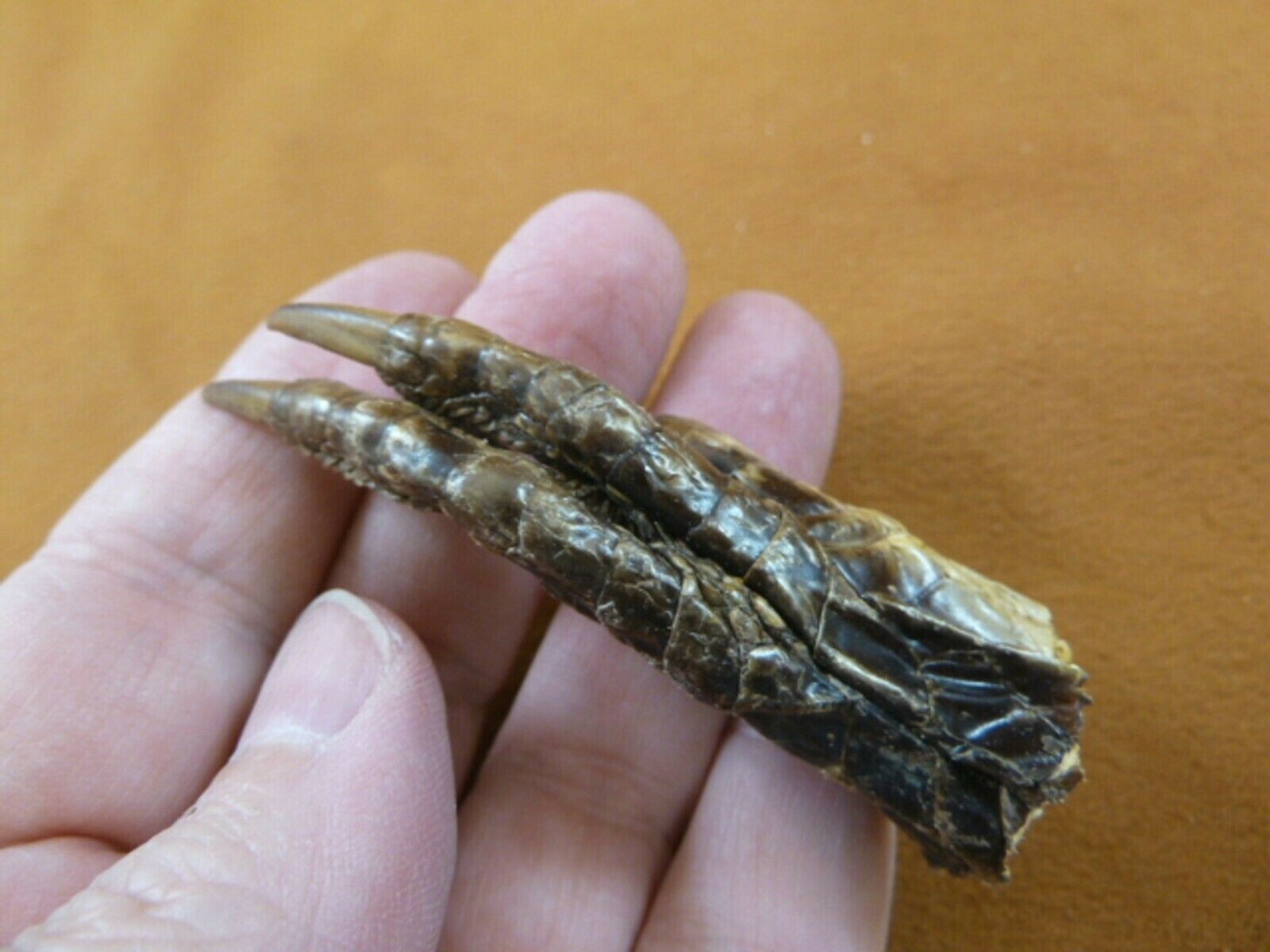 g630-165) SMALL 2-1/8" Gator FOOT PAW ALLIGATOR TAXIDERMY feet claw ...