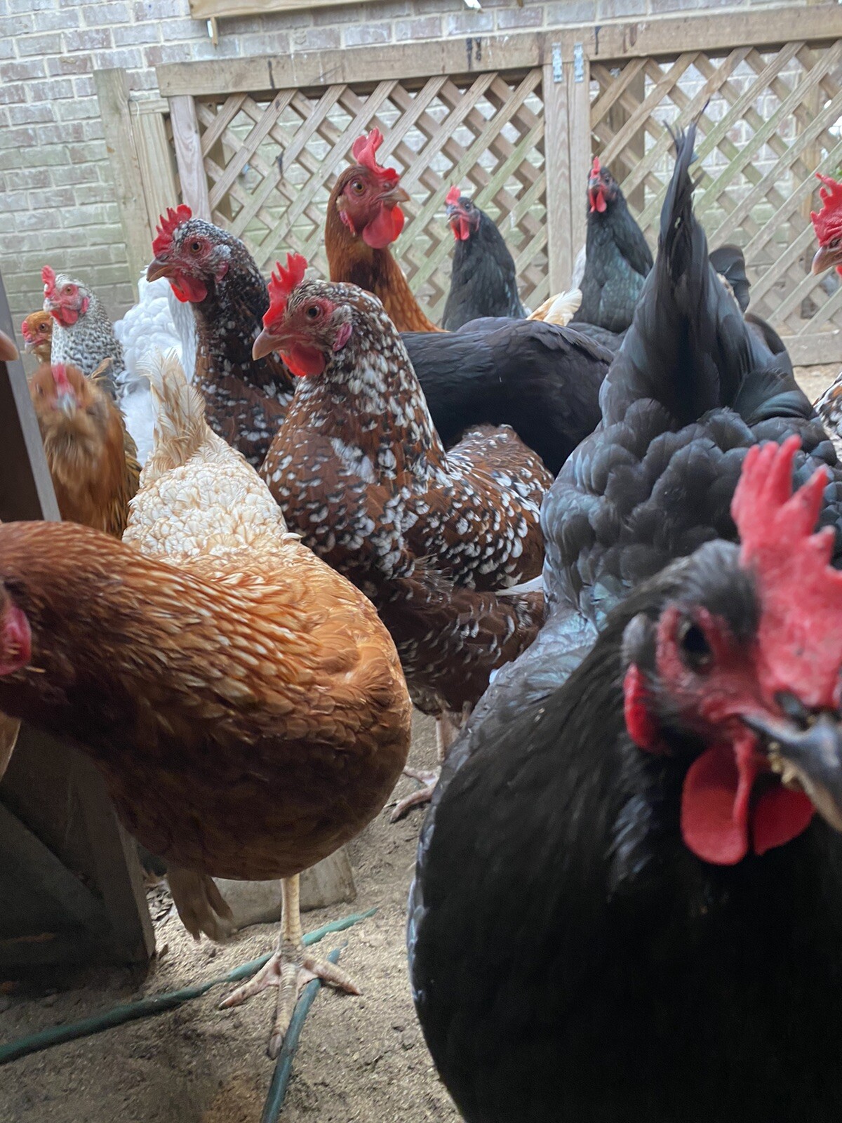 12+ Mix Chicken Hatching Eggs Ameraucanas Orpingtons Araucana Maran ...