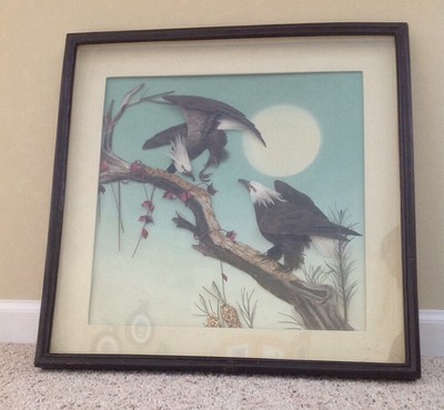 Vintage Bald Eagle 3D Wall Picture Frame Encased Glass - Real Game Bird ...