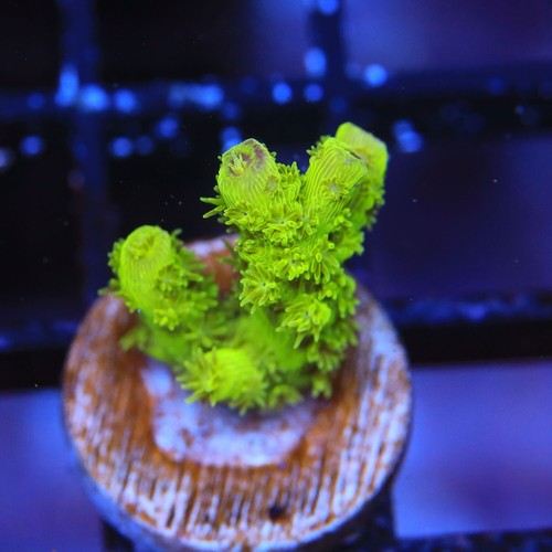 Strawberry Fields Acropora Frag Live Coral WYSIWYG Acro SPS Pieces of ...