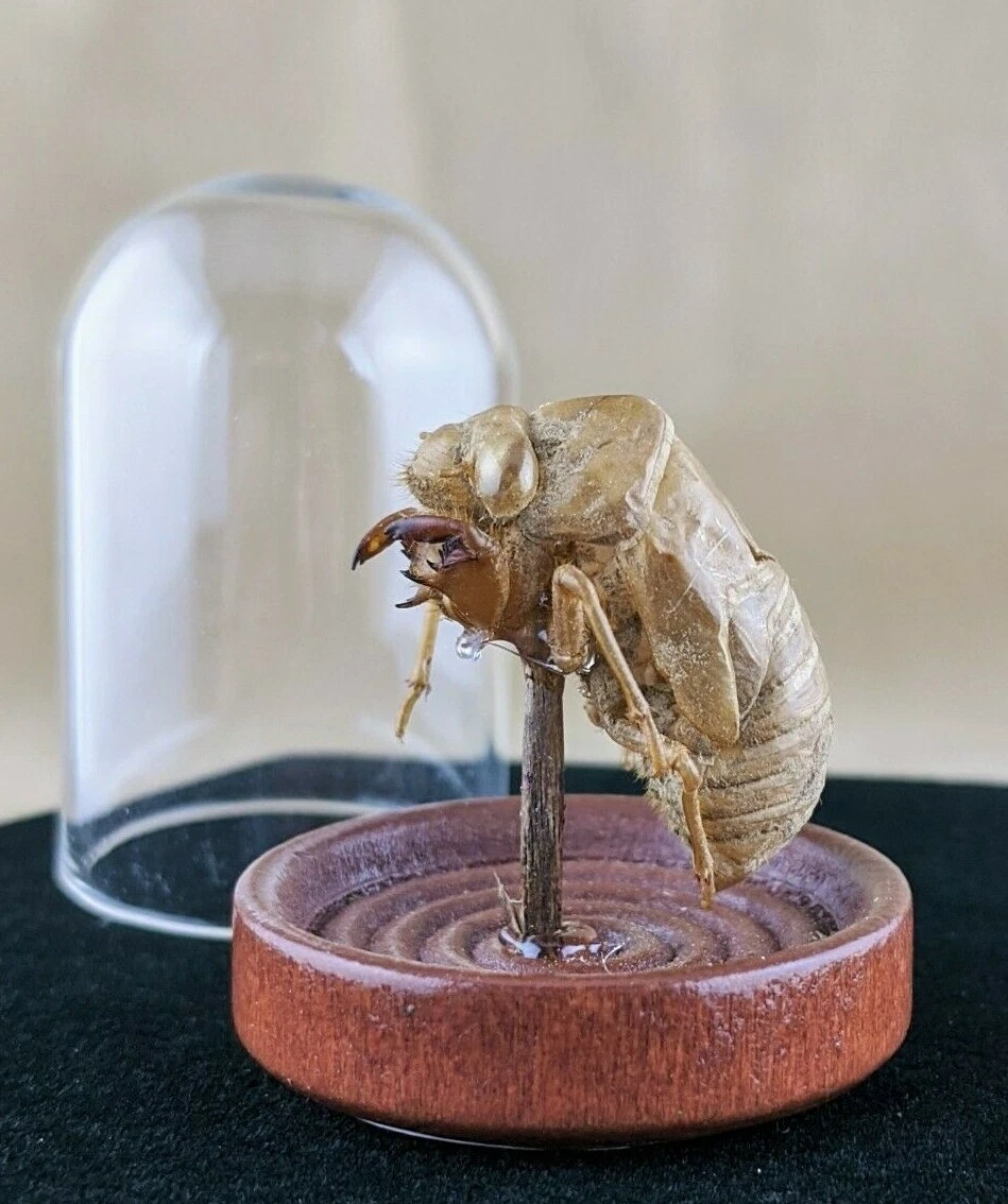 Cicadas Shell