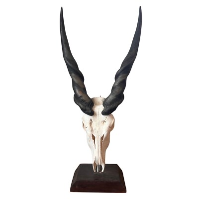 Giant Male Eland Skull - Real African Antelope Horns and Skull- African ...