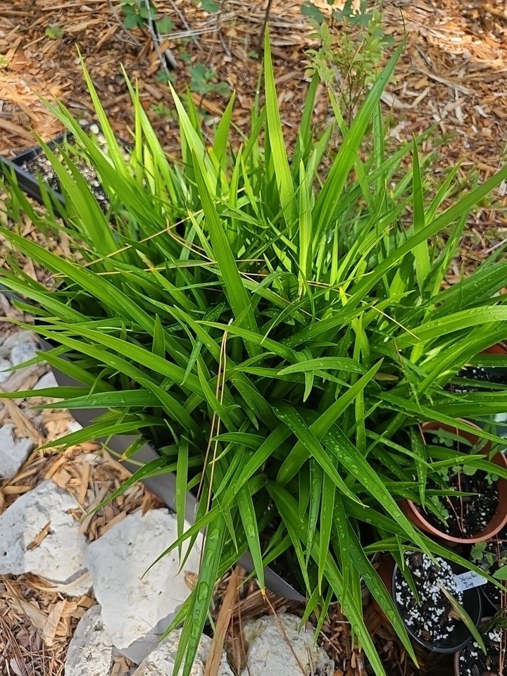 2pc Crinum Lily Asiaticum Giant White Spider Lily Live Plant Variegated ...