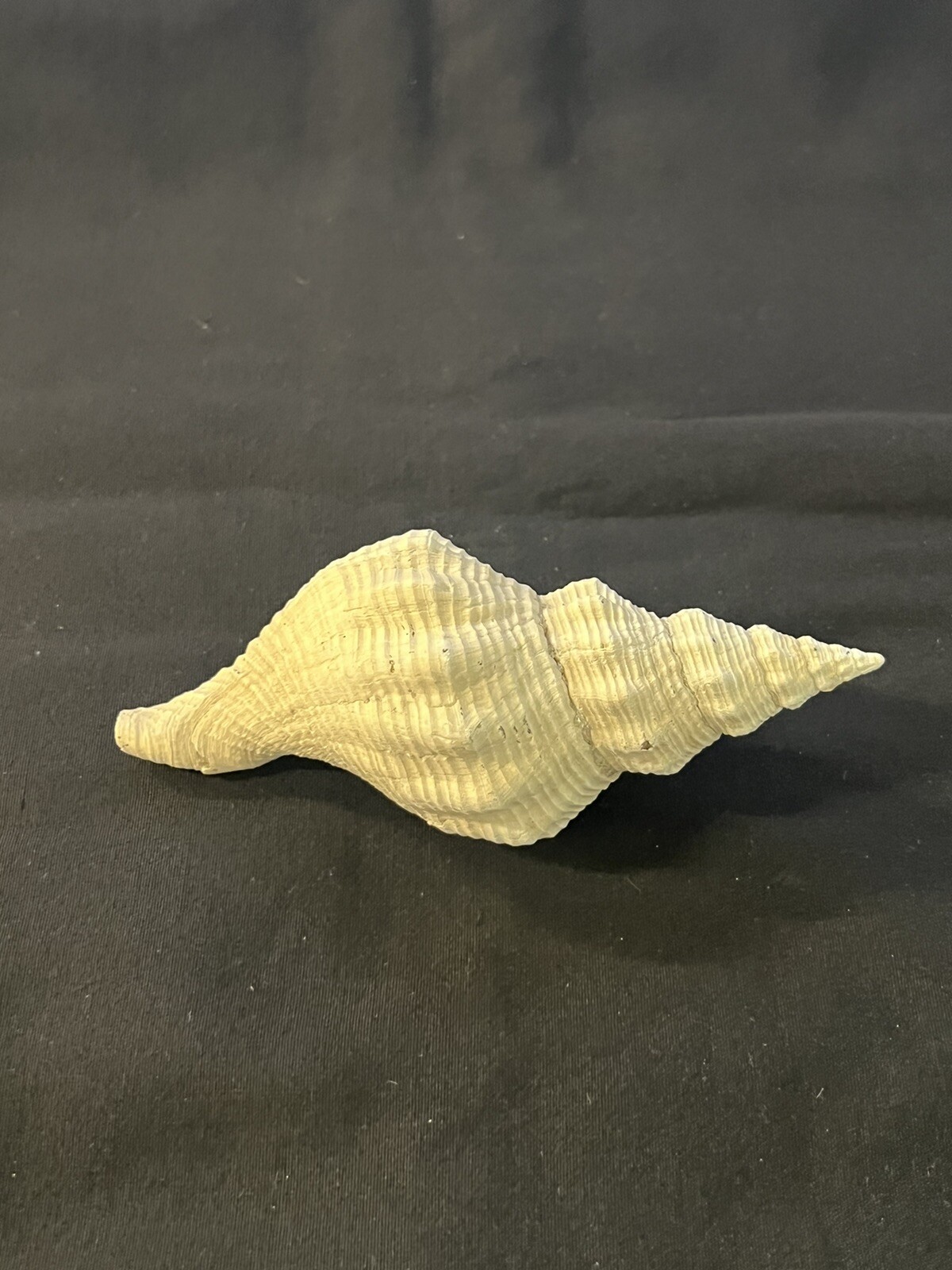 RARE Fossilized JUVENILE HORSE CONCH Shell From Central Florida ...