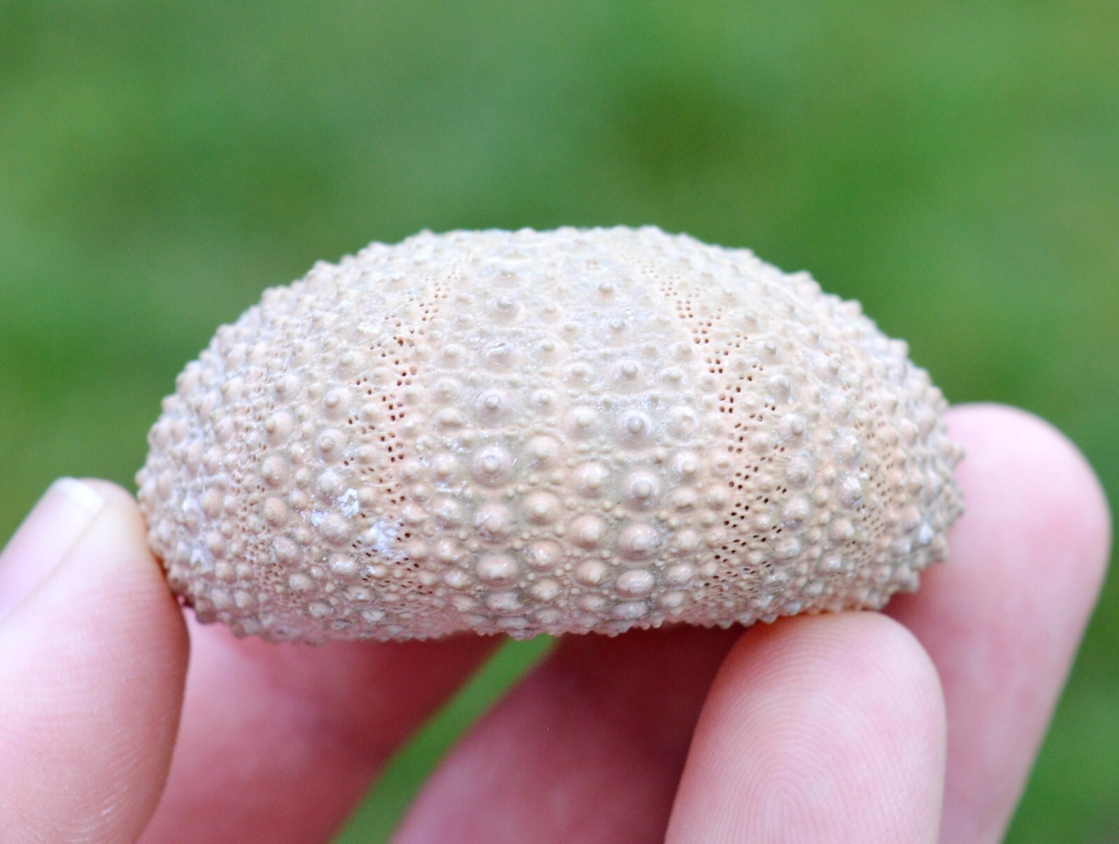 Oursin - Paracentrotus lividus - Moderne - 50 mm - 39 grammes - Maroc ...