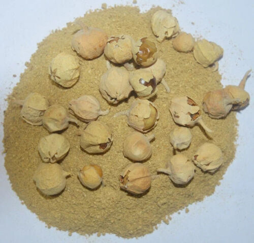 Paneer Dodi Powder - Paneer Doda - Paneer Fruit - Withania Coagulans ...