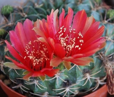BOLIVIAN CACTUS (Lobivia cinnabarina) 10 seeds | eBay Australia